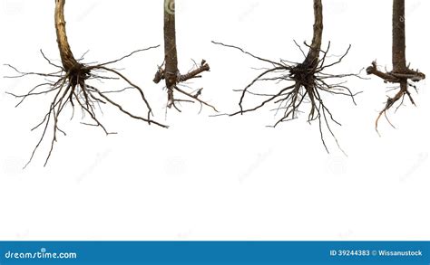 Dry Root Tree Isolated Stock Image Image Of Knot Wood 39244383