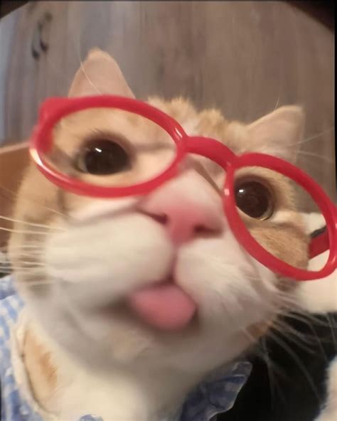 Silly Pfp Cats Mascotas Bonitas Gatitos Adorables Gatos Bonitos