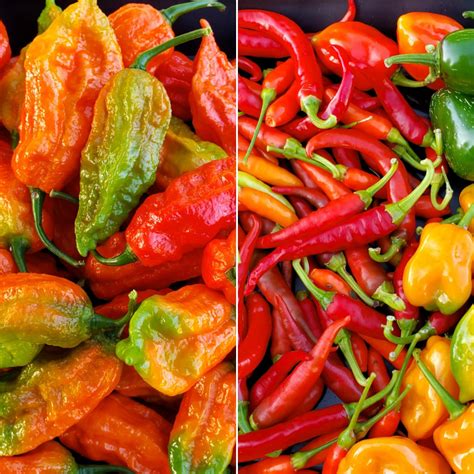 Rounding Up The Stragglers Rhotpeppers