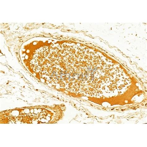 Ppar Alpha Antibody Affinity Biosciences Ltd亲科生物官网