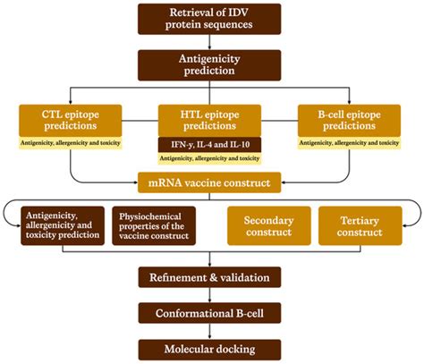 Utilizing Immunoinformatics For Mrna Vaccine Design Against Influenza D Virus