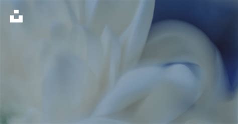 파란색 배경에 흰색 꽃의 클로즈업 사진 Unsplash의 무료 꽃 이미지