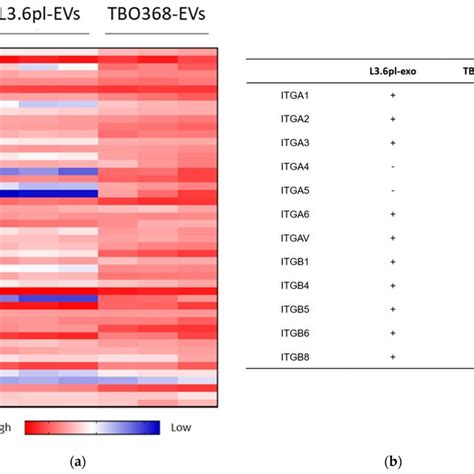 Pancreatic Cancer Derived Evs Carry Adhesion Molecules A Heatmap Of