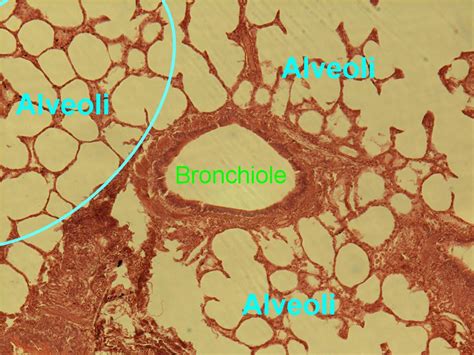 Respiratory Histology