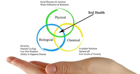 Understanding The Importance Of Soil Health For Robust Trees