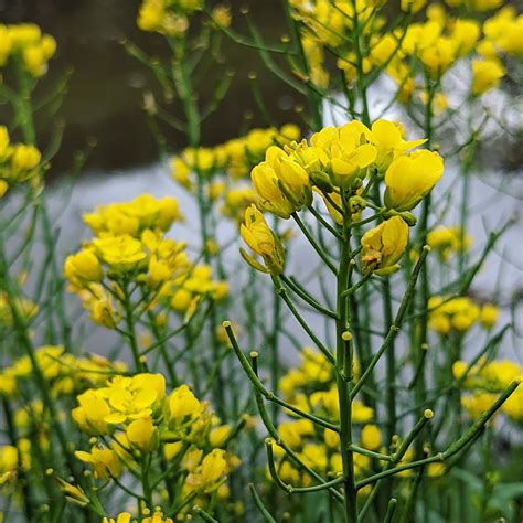 Field Mustard Brassica Rapa Weeds Of Melbourne