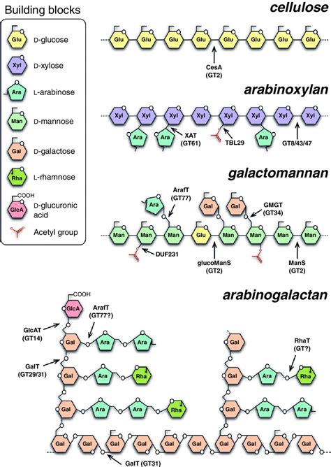 Schematic Representation Of The Structure Of The Cell Wall Download Scientific Diagram
