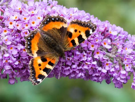 How To Fertilize Your Butterfly Bush