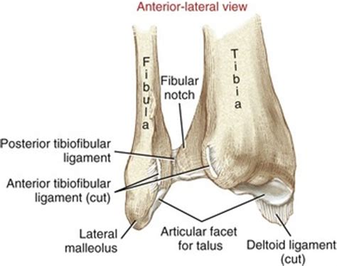 Distal Tibiofibular Joint