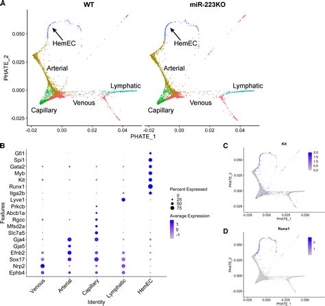 Microrna 223 Limits Murine Hemogenic Endothelial Cell Specification And