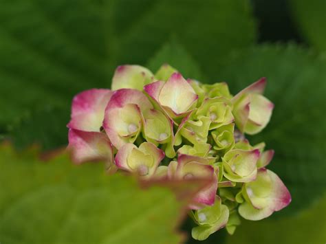 Hydrangea Kukka Hortensia Ilmainen Valokuva Pixabayssa Pixabay