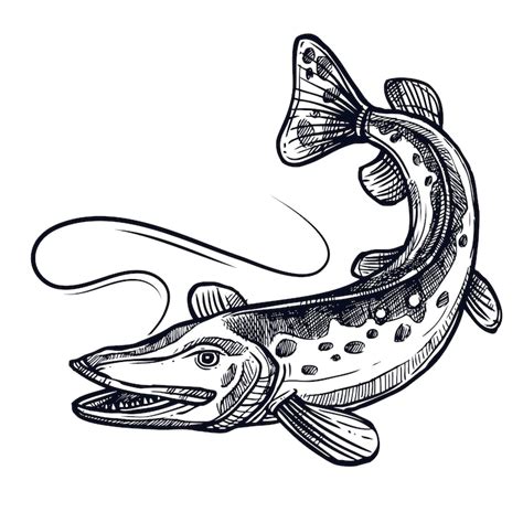 Premium Vector Free Vector Sheepshead Fish In Cartoon Style