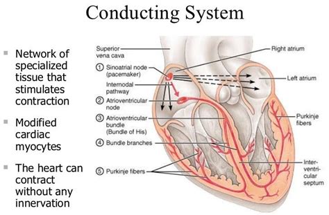 Purkinje Fibers Anatomy Location And Function Anatomy Info