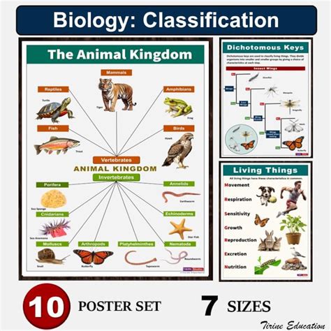 Classification Chart Etsy