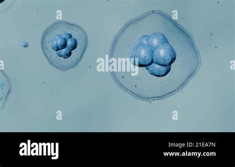 3d Animation Of A Microscopic View Of Multiple Cells Each Surrounded By A Translucent Membrane