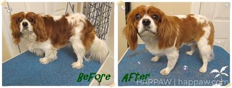 Cavalier King Charles Spaniel Grooming Tips And Techniques For A Regal