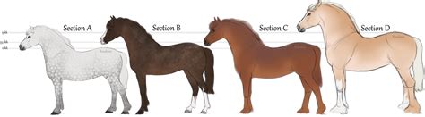 Welsh Cob Section Comparison By Rosalaun On DeviantArt