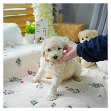 스탠다드푸들 특징 및 기본 정보 골든리트리버분양 대형견분양 큰개닷컴