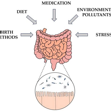 Influences On Gut Microbiota Composition Download Scientific Diagram
