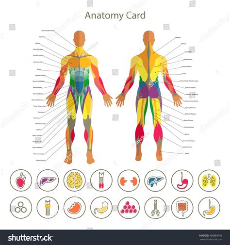 Male Body Organs Front