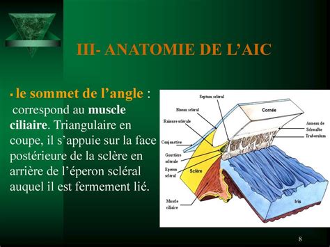 Anatomie Et Phsiolologie De Langle Irido Corneen Ppt Télécharger