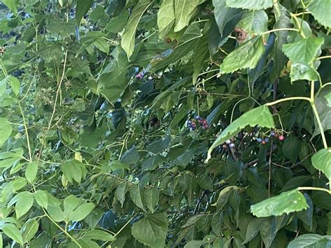 Untitled Shozzy Shozzyies Flickr