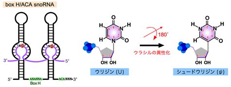 Snorna 遺伝子の発現 Ns遺伝子研究室