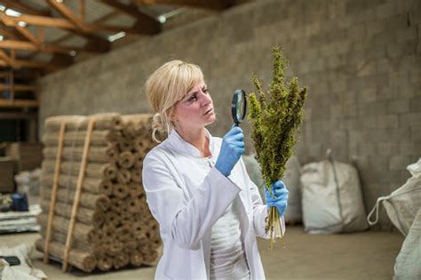 공장에서 돋보기와 건조 Cbd 대마 꽃을 관찰 과학자 약용 및 레크리에이션 마리화나 식물 재배 개념에 대한 스톡 사진 및 기타 이미지 Istock