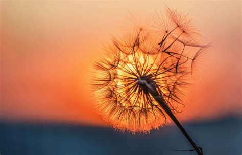 Member Transition Experience Training Smithrx