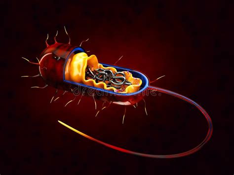 Structure Of A Bacterial Cell Stock Vector Illustration Of Education