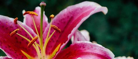 Miladfa7 5 Flower Types Classification Dataset · Datasets At Hugging Face