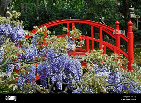 Red Bridge In Japanese Garden The Hague Netherlands Europe Stock