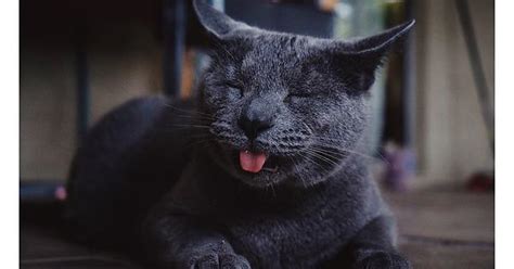 Catnip Album On Imgur