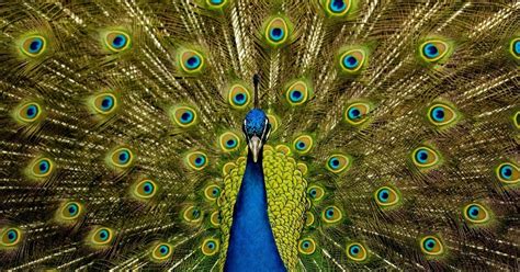 Kjells Hvamenerua Sex Er Natur