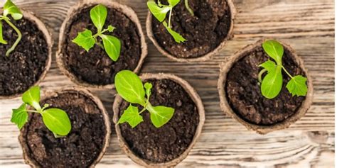 Насіння на розсаду Як розрахувати терміни посіву щоб надалі зібрати щедрий врожай Читайте на