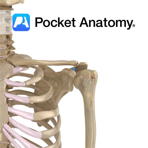 Scapula Coracoid Process Pocket Anatomy