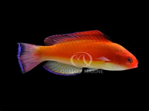 Quality The Male Hooded Flame Wrasse Cirrhilabrus Bathyphilus Is A
