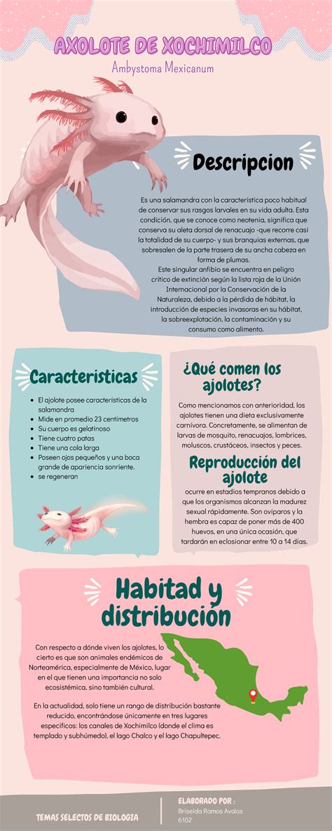 Ajolote Descubre Todo Sobre Su Fascinante Cadena Alimenticia Saik
