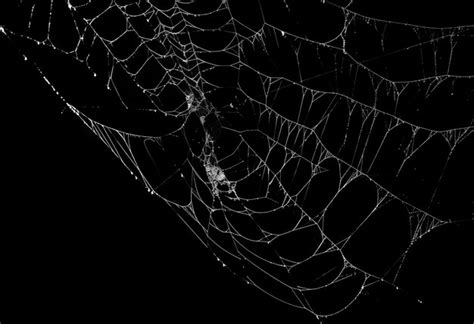Premium Photo Spiders Web Texture Overlay