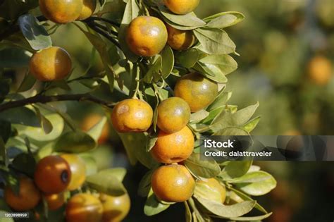 금쿼트 나무 복숭아 꽃 나무와 함께 금귤은 북쪽에서 베트남 음력 설 휴일에 나무가 있어야 2 중 하나입니다 감귤에 대한 스톡 사진 및 기타 이미지 Istock