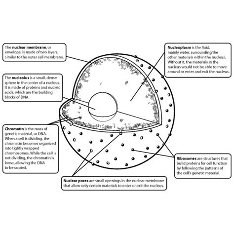Nucleus Drawing At Getdrawings Free Download