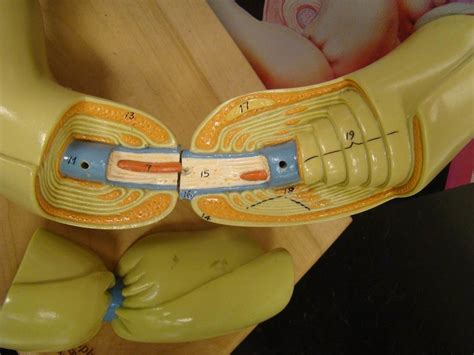 Axon Model Diagram Quizlet