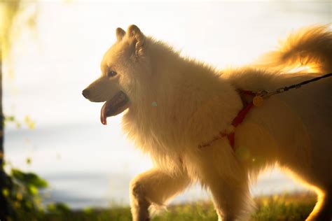 Japanese Spitz Brown