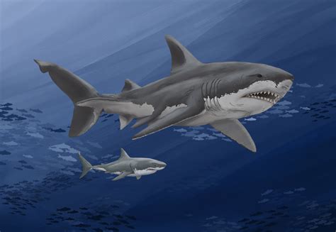 Great White Megalodon Size Comparison