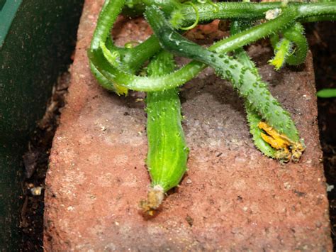 Marks Veg Plot Exit Marrow