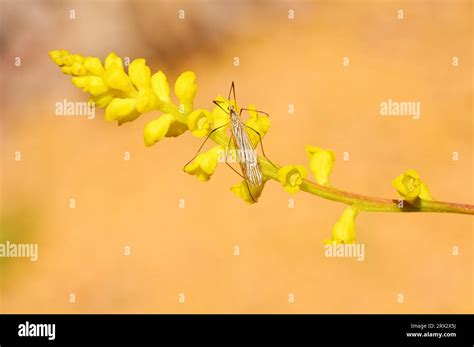 A Hangingfly Bittacus Species On The Yellow Flower Of Synaphea