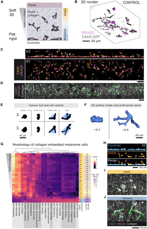 Environmentally Dependent And Independent Control Of 3d Cell Shape Cell Reports