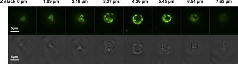 Confocal Images With Depths Showing Intracellular Labeling Of Ap With