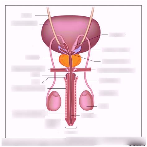 Wellness Male Reproductive System Labeling Diagram Quizlet