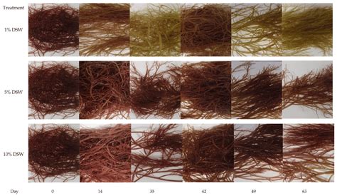 Novel Land Based Tropical Red Macroalgae Cultivation System Is Based On Influent Deep Seawater